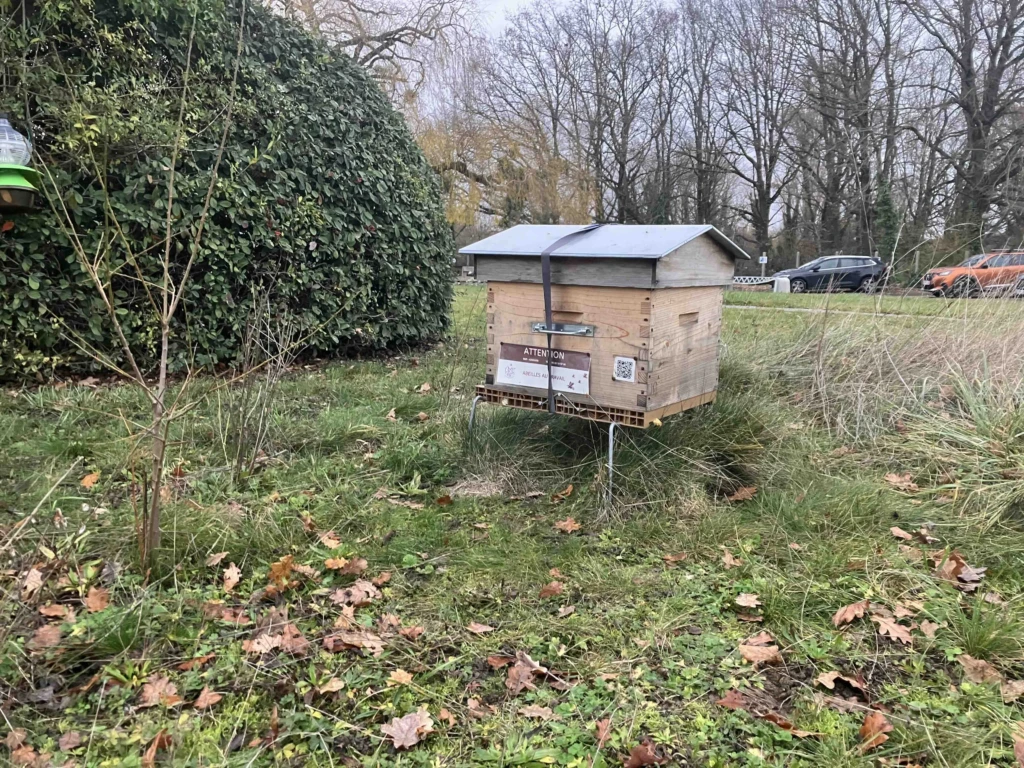 Visite du 10 Décembre : remplacement de la colonie - BeePlanete
